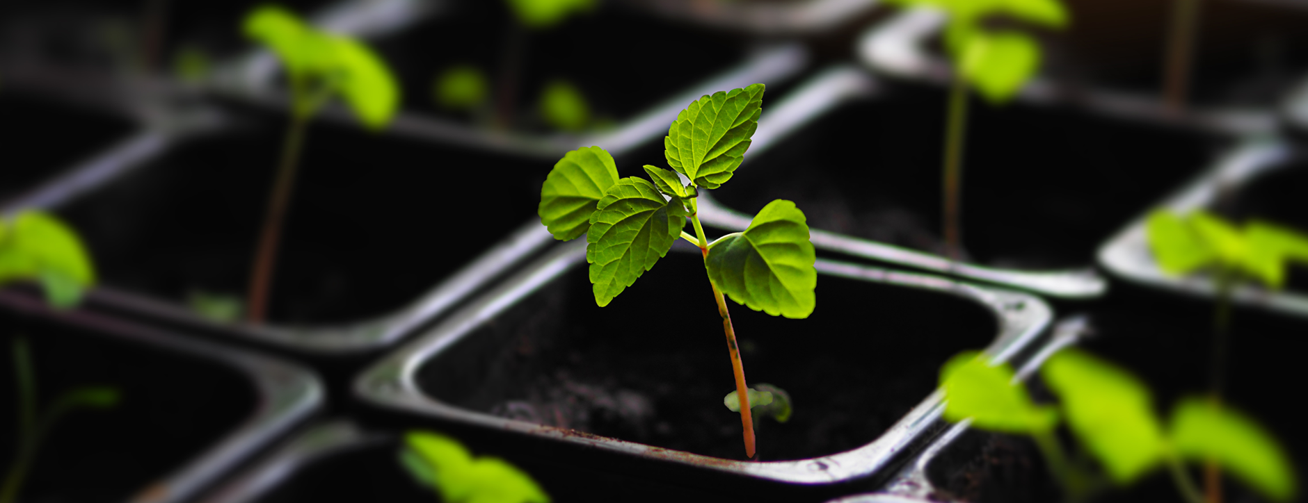 NZ Funds - Investments